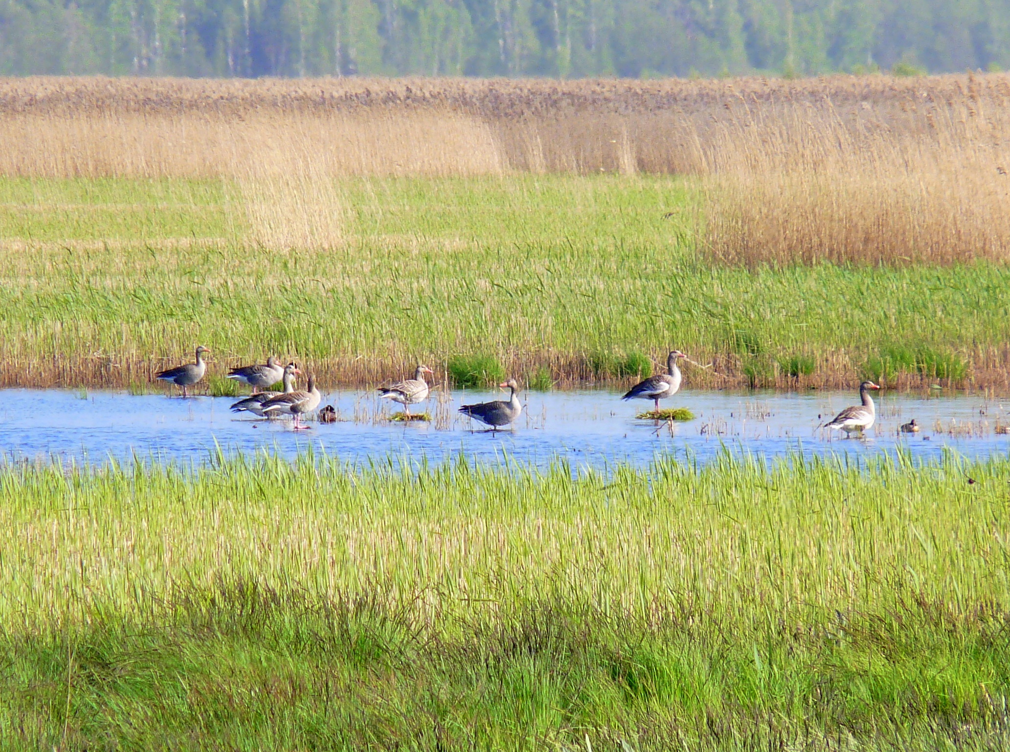 Live Lake - KURZEMES PLĀNOŠANAS REĢIONS